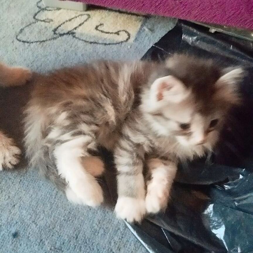 Котятки бесплатно