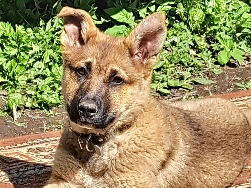 Немецкая овчарка