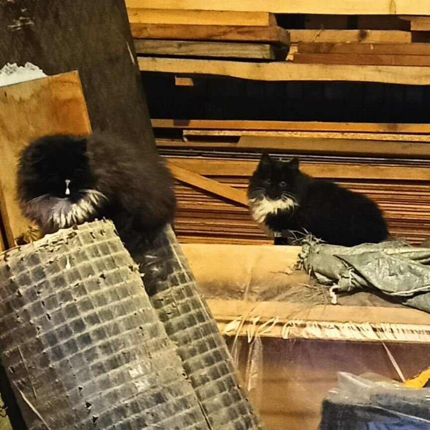 Котята в хорошие в руки