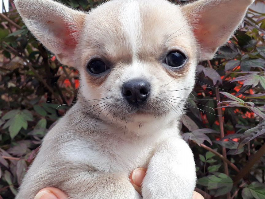 Щенки чихуахуа мини