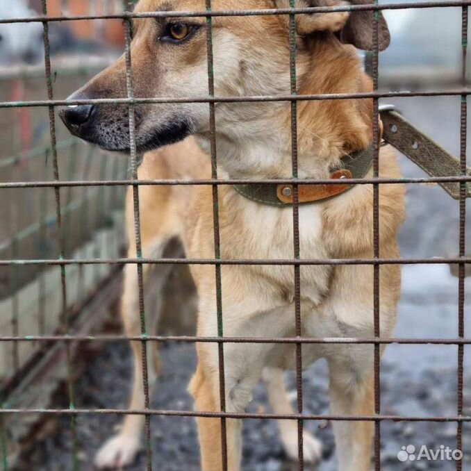 Собака Бивис ждёт тебя в приюте