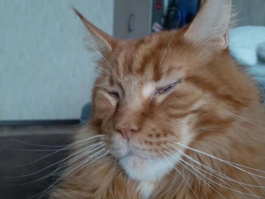 Котята майкун бесплатно