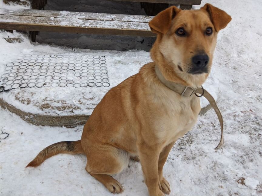 Собака в добрые руки