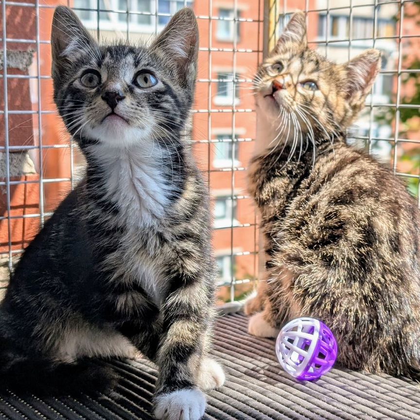 Котята ищут дом