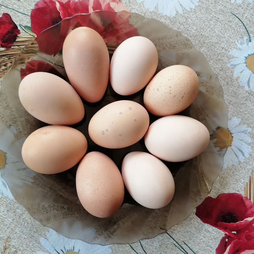Инкубационное яйцо кур Брамо