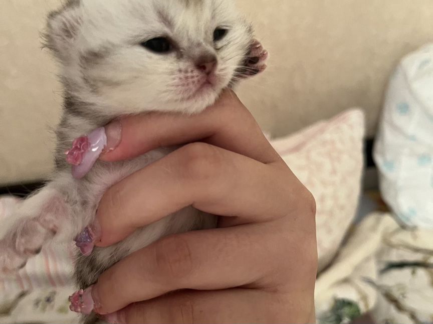 Котята короткошерстные экзоты