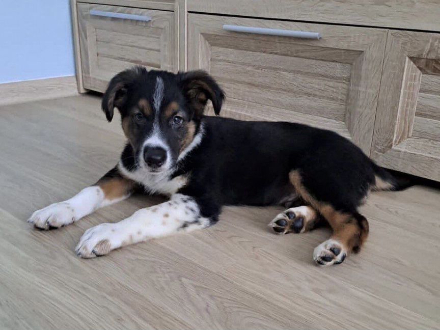 Щенок мальчик в добрые руки