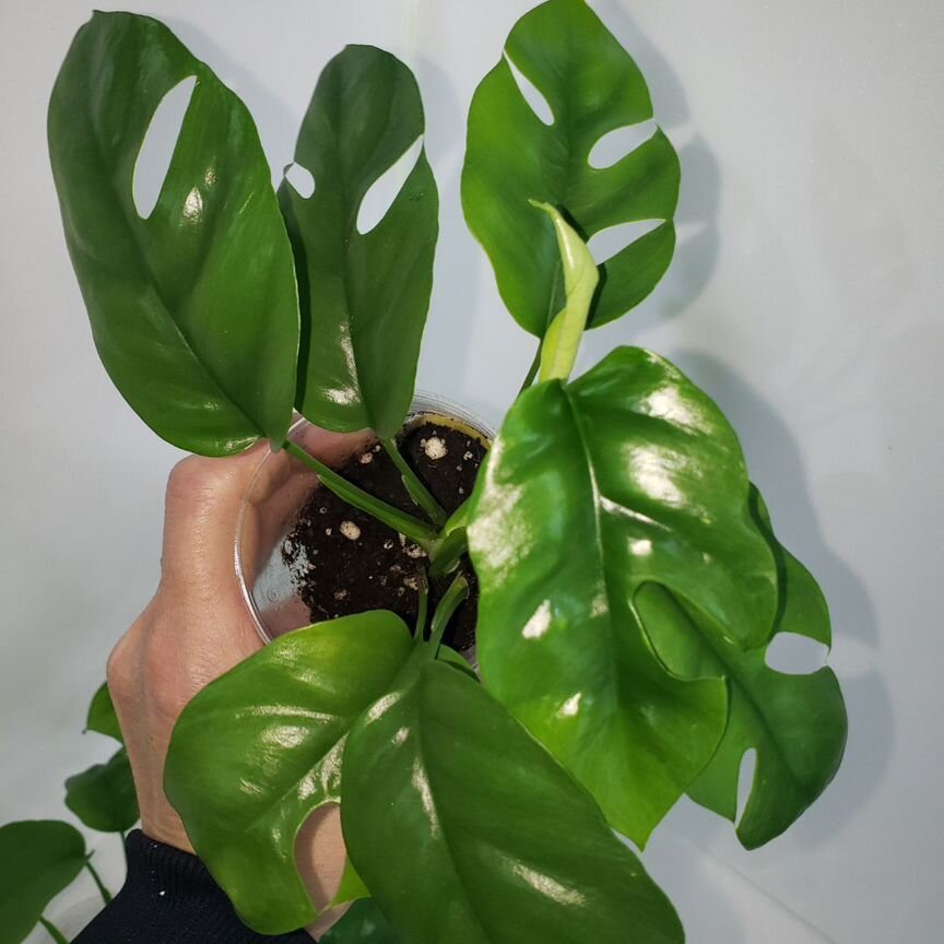 Рафидофора тетрасперма