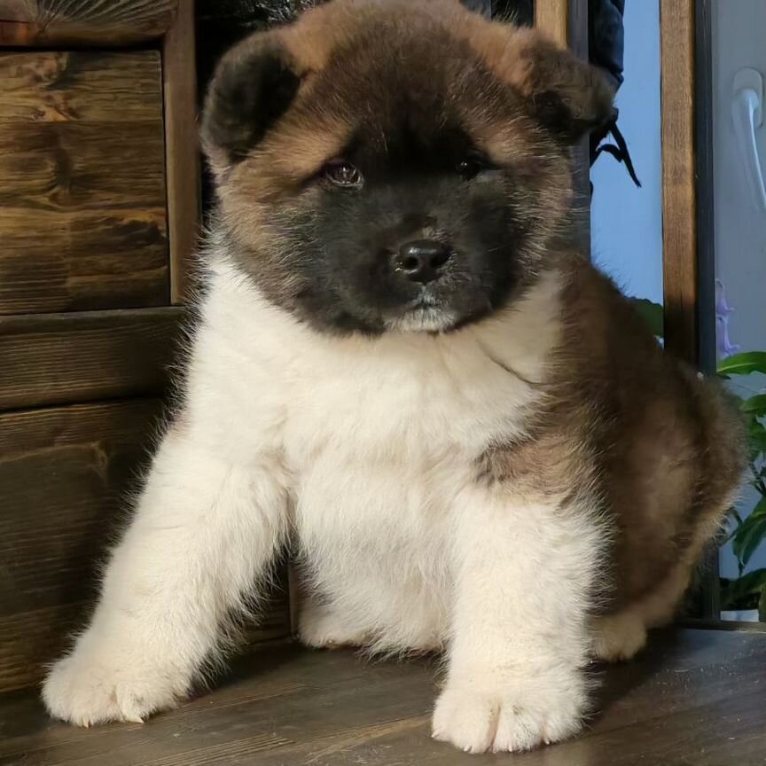 Американская акита, щенок