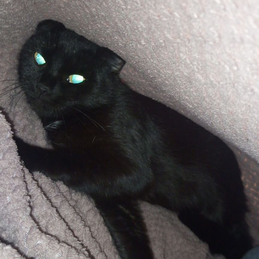 Кошечка Софийка ищет дом