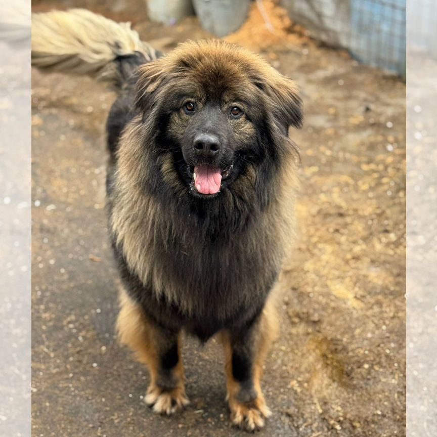 Взрослый пёс в добрые руки