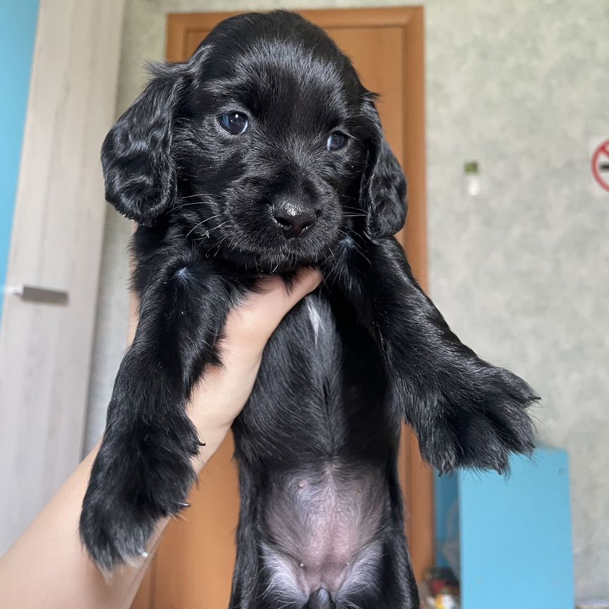 Щенок русского спаниеля