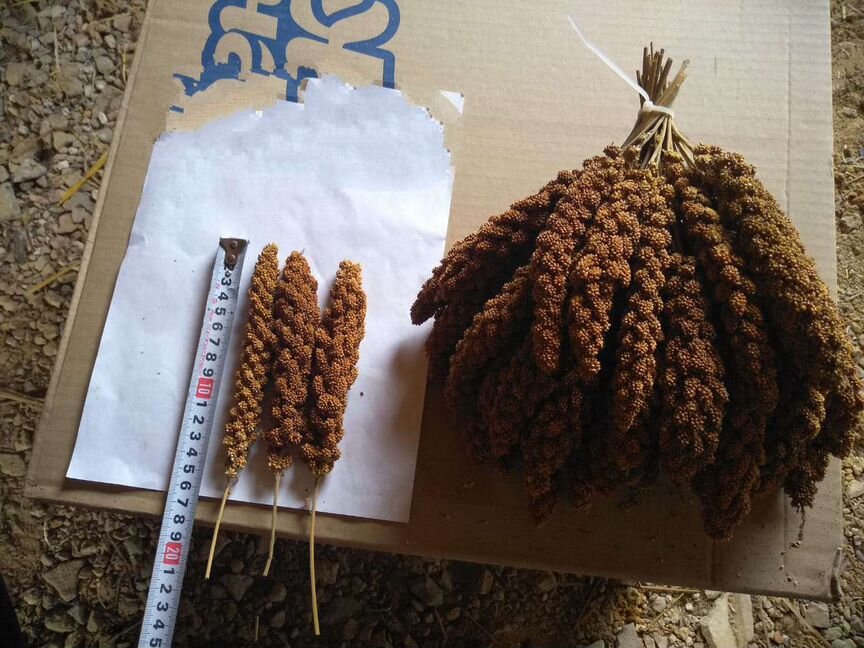 Чумиза в колосках. Урожай 2023