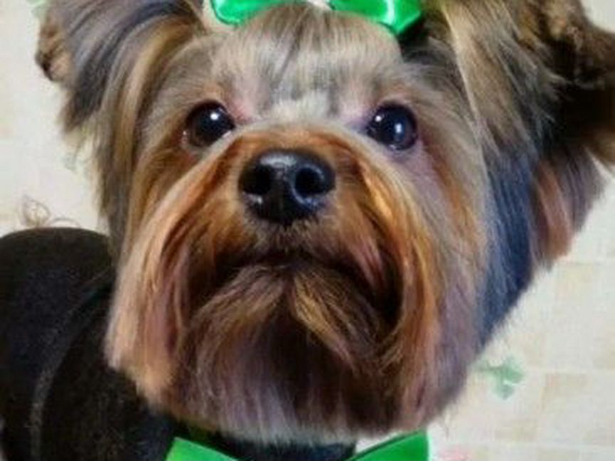 Йоркширский терьер девочка 11 мес