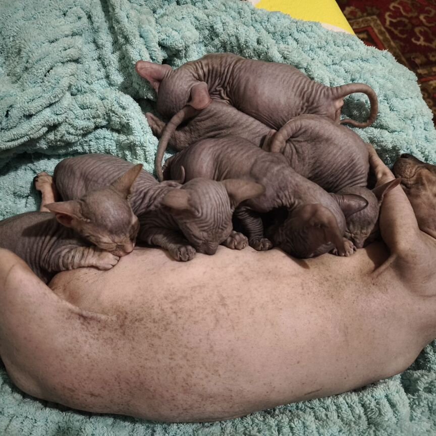 Котята донского сфинкса