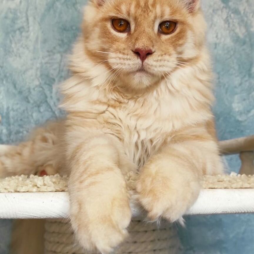 Котенок 4.5 мес