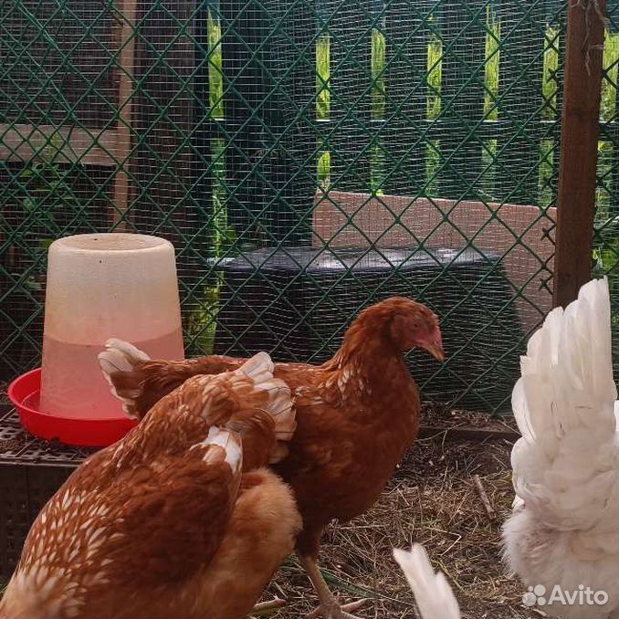Куры молодки несушки