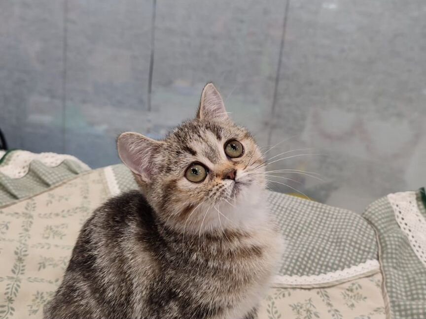 Шотландская кошечка