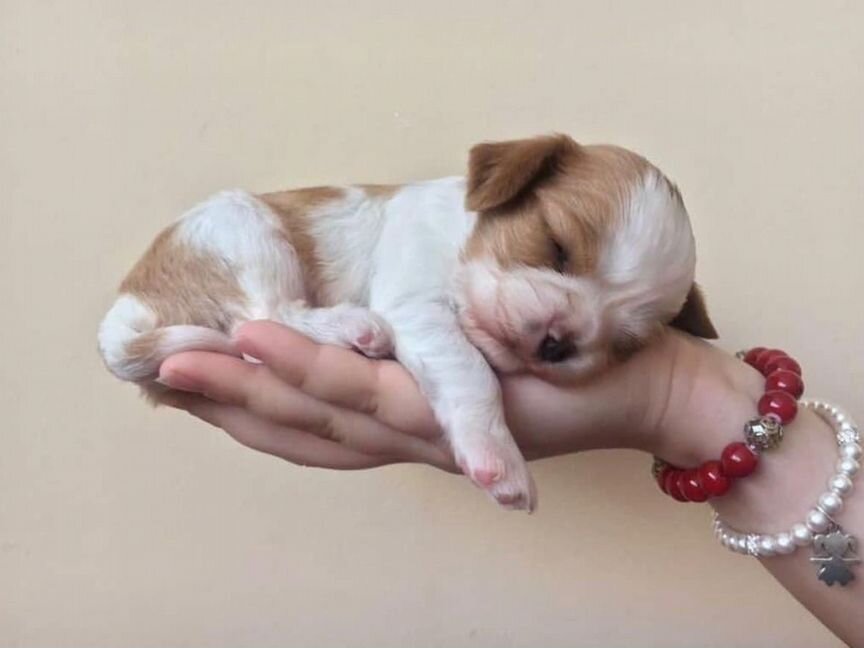 Кавалер Кинг Чарльз шоу класса