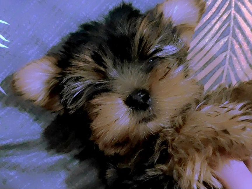 Йоркширский терьер