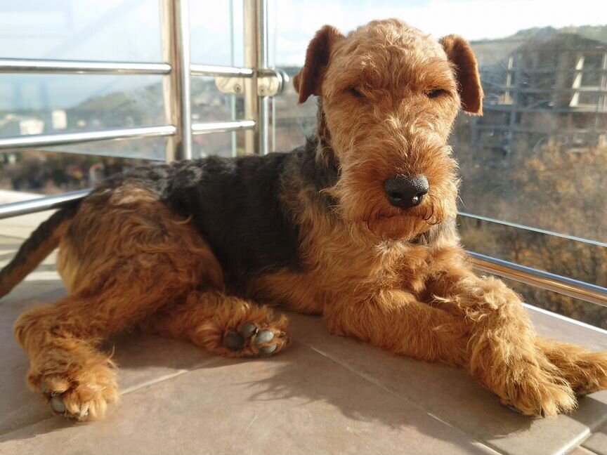 Вельштерьер кобель на вязку