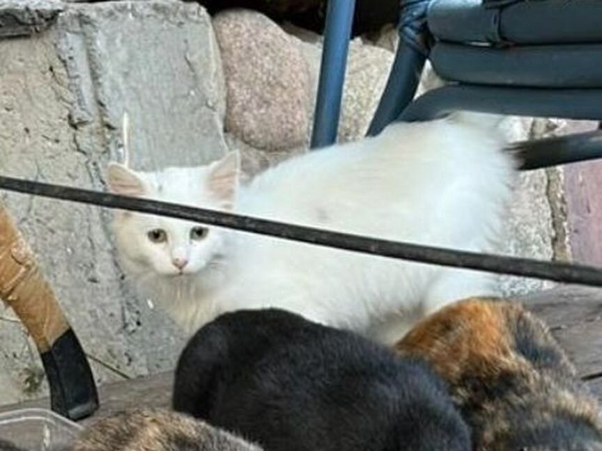 Кошка кот
