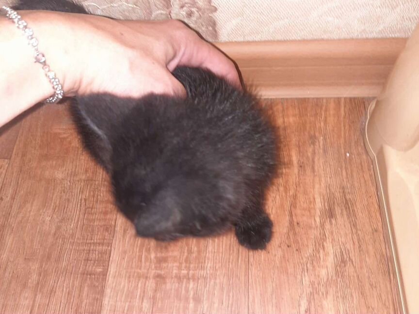 Кошечка в добрые руки