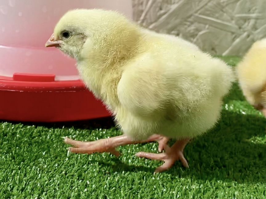 Брoйлеp суточный Кoбб-500 и Росс-308 в Боброве