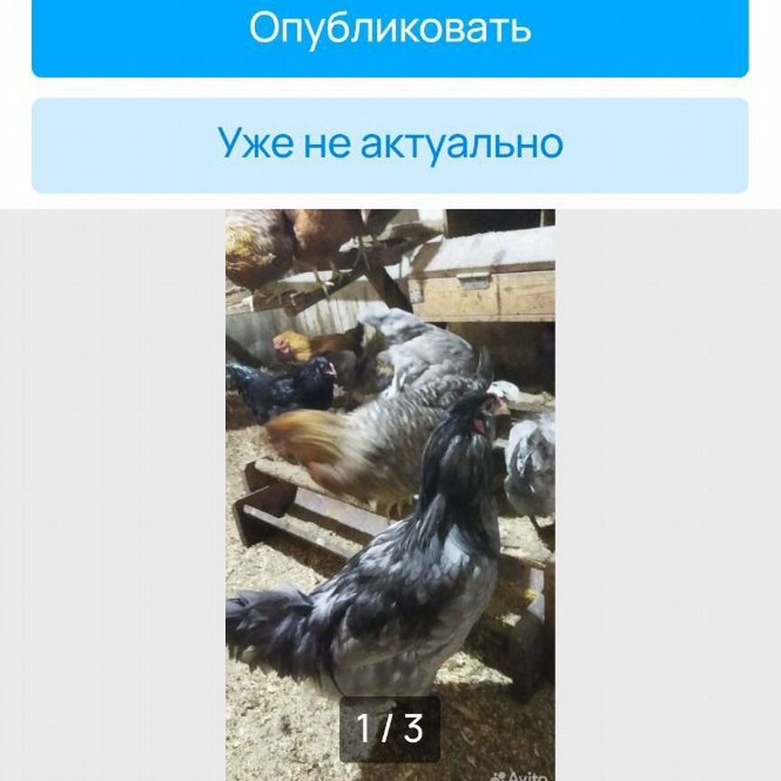 Продам петухов