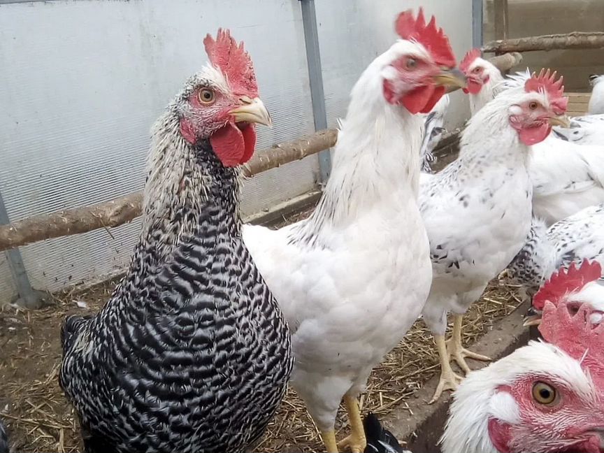 Куры несушки петухи