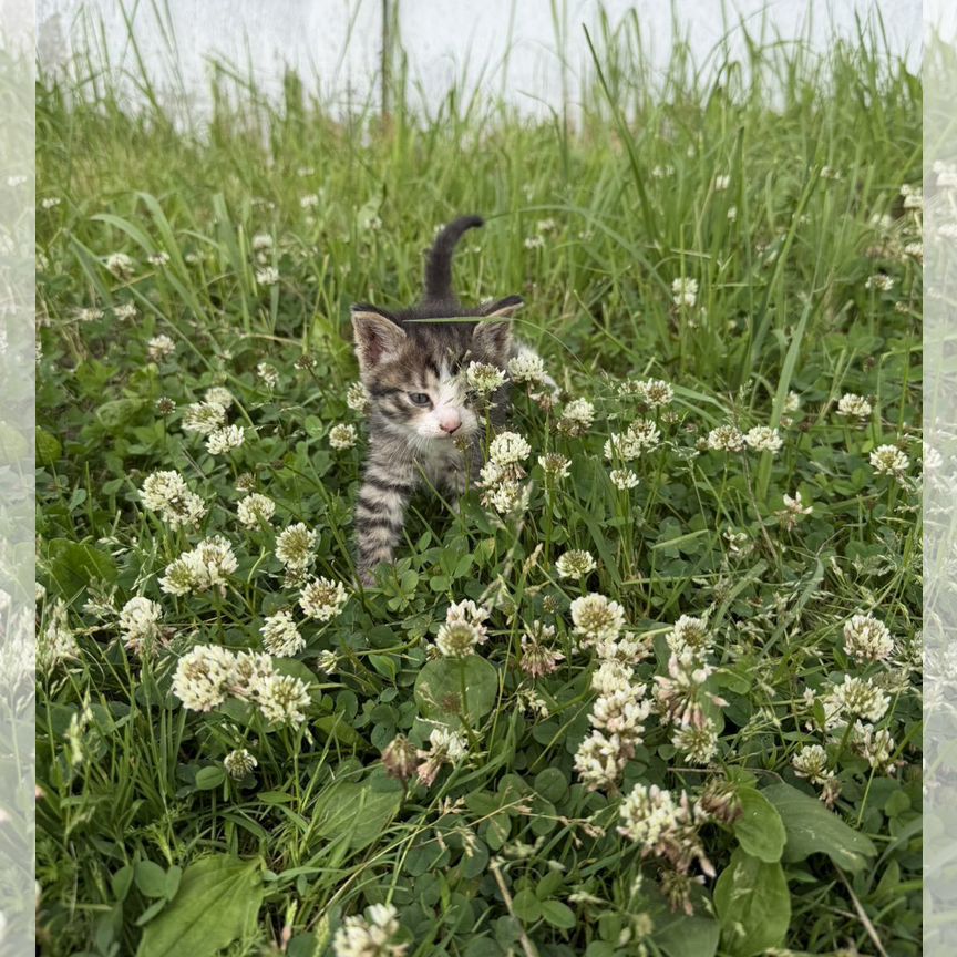 Котёнок в добрые руки