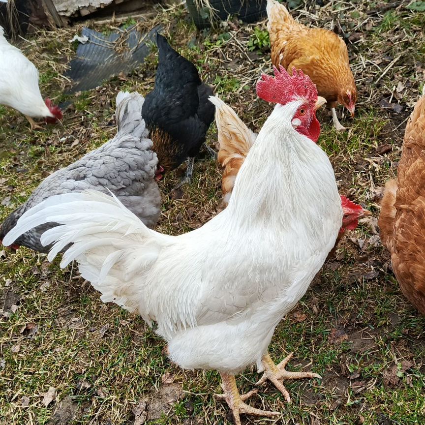 Петух молодой домашний