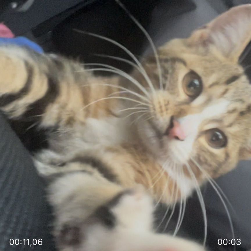 Котенок