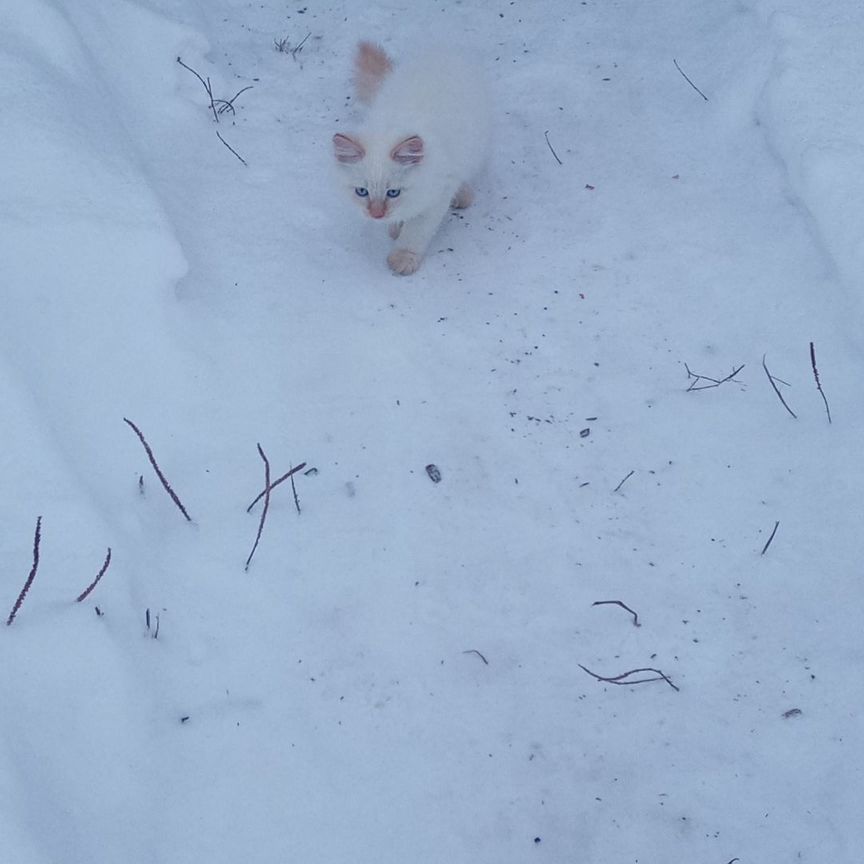Котик 3 месяца. В добрые руки