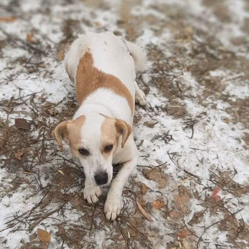 Собака Белка в добрые руки