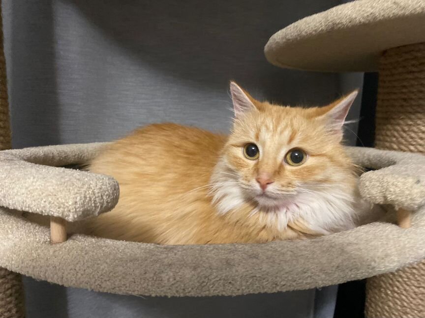 Кошка рыженькая стерильная