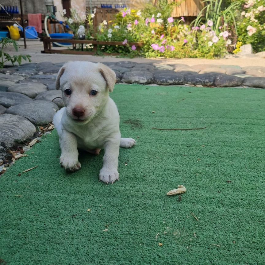 Щенок в добрые руки