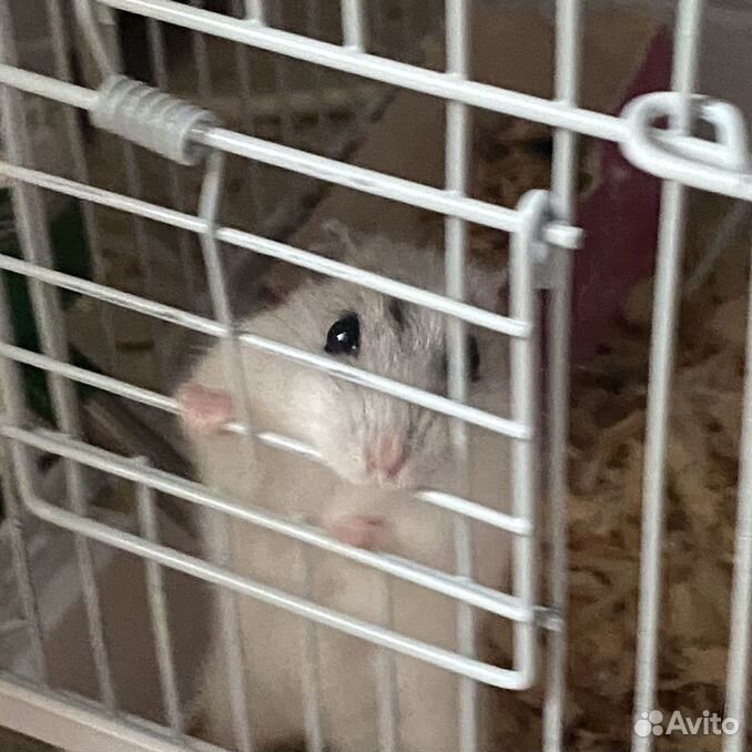 Джунгарские хомяки