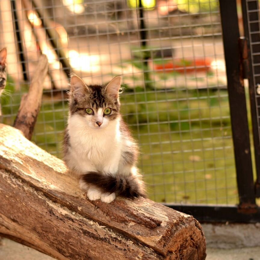 Котенок Ксюша ищет дом