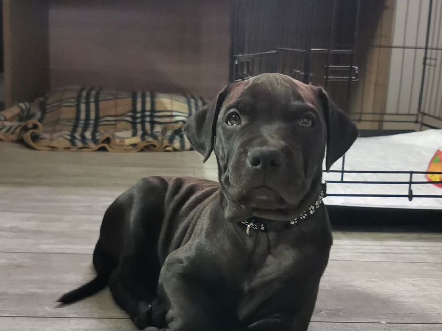 Черный без пятен питбуль