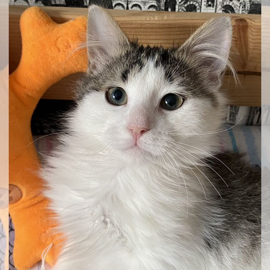 Котёнок в добрые руки