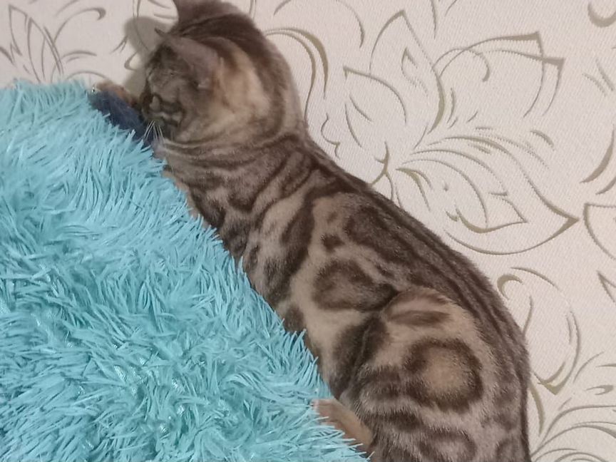 Бенгальская повязанная кошка с родословной