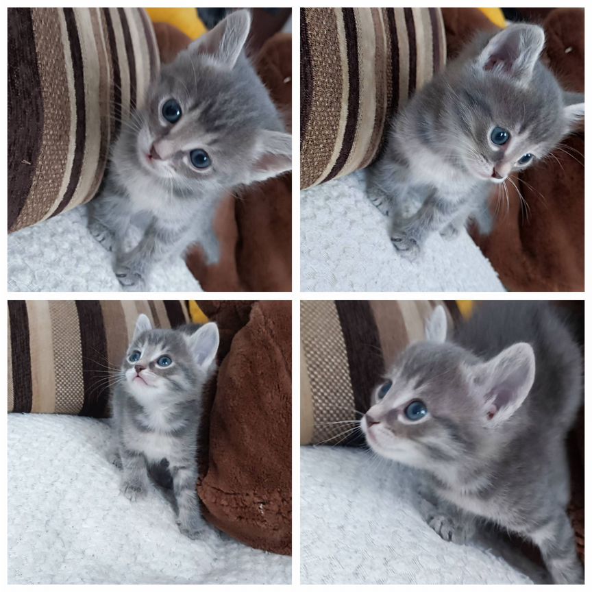 Котенок британец девочка