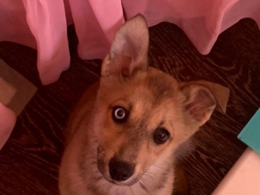 Щенок в добрые руки:)