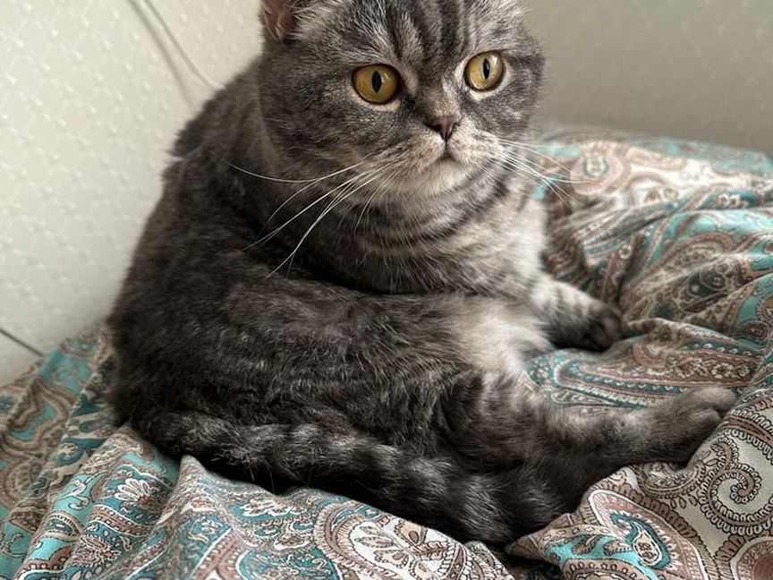 Кошка и кот