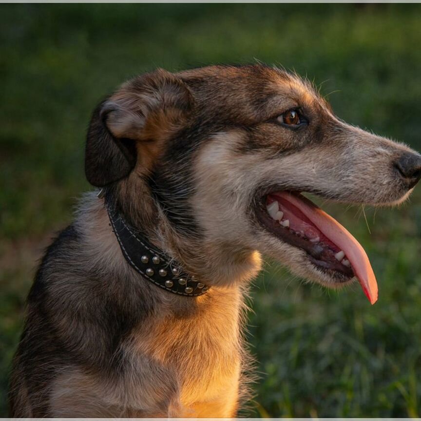 Амур щенок в добрые руки