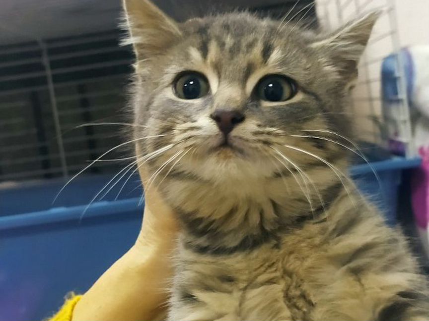 Мальчик 4-5 мес. В добрые руки