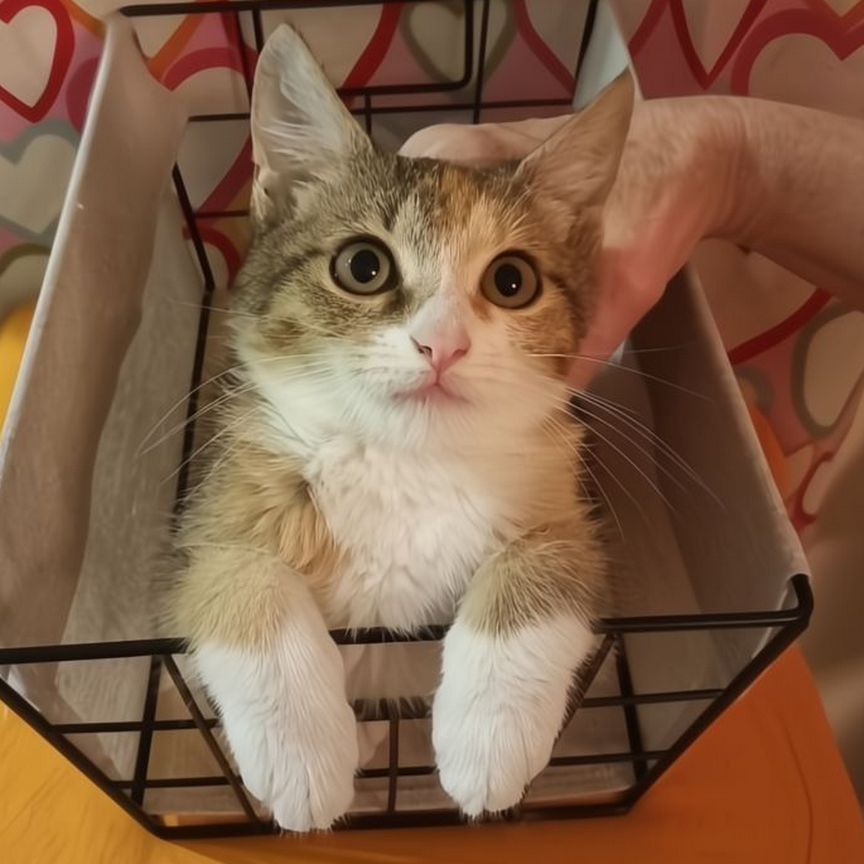 Котёнок в добрые руки