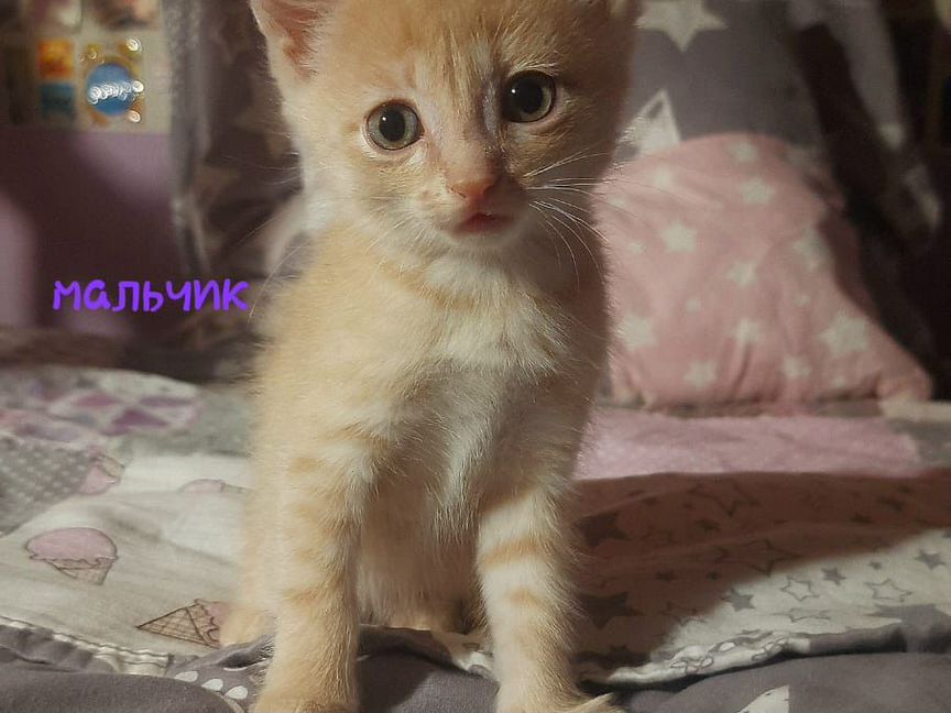 Рыженький Котенок