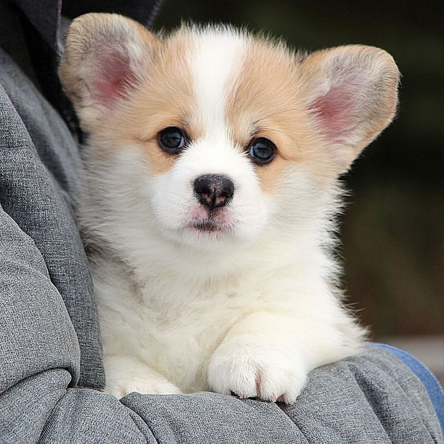 Щенки вельш-корги Пемброк Новосибирск